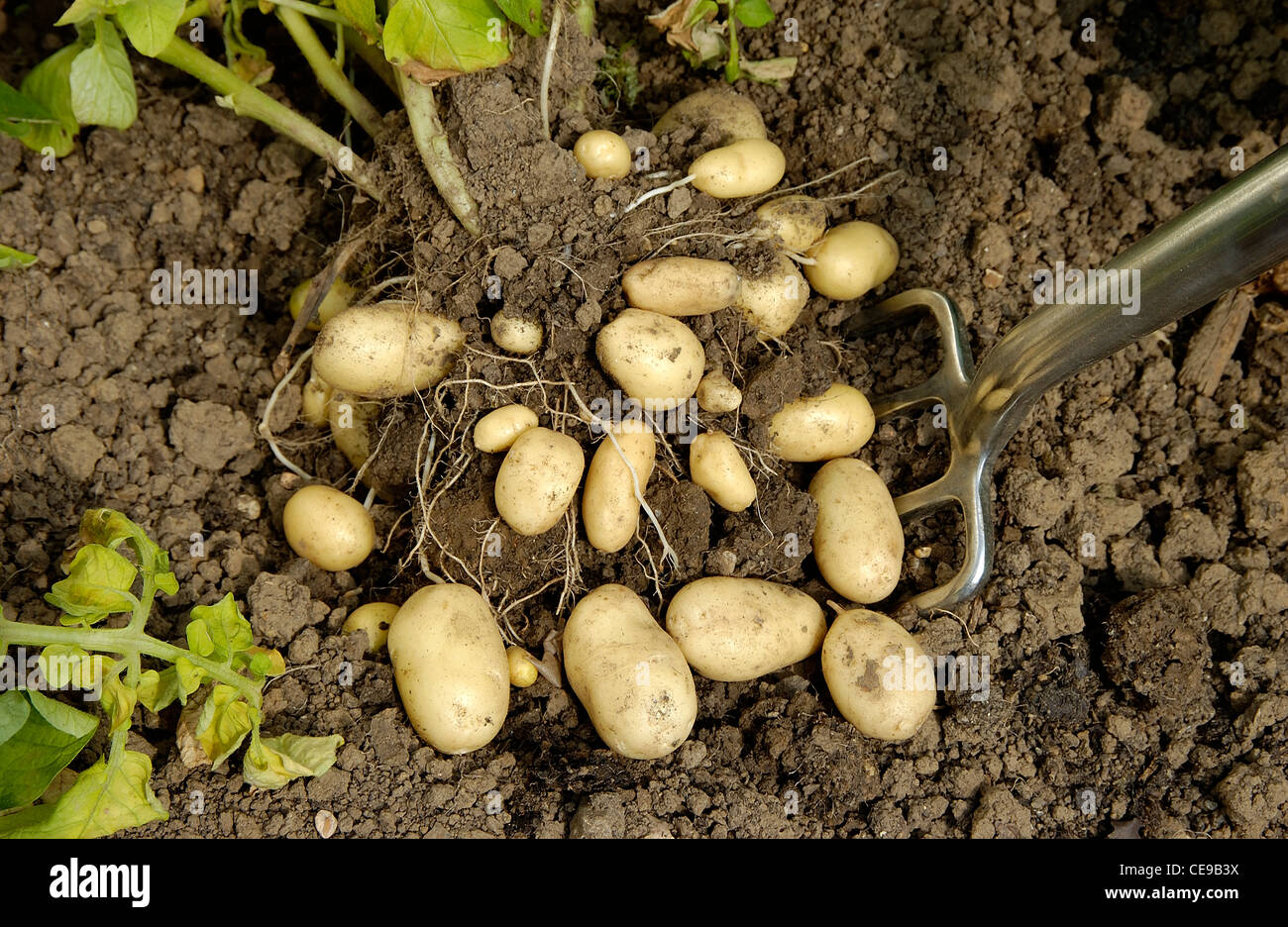 Orla potatoes hi-res stock photography and images - Alamy