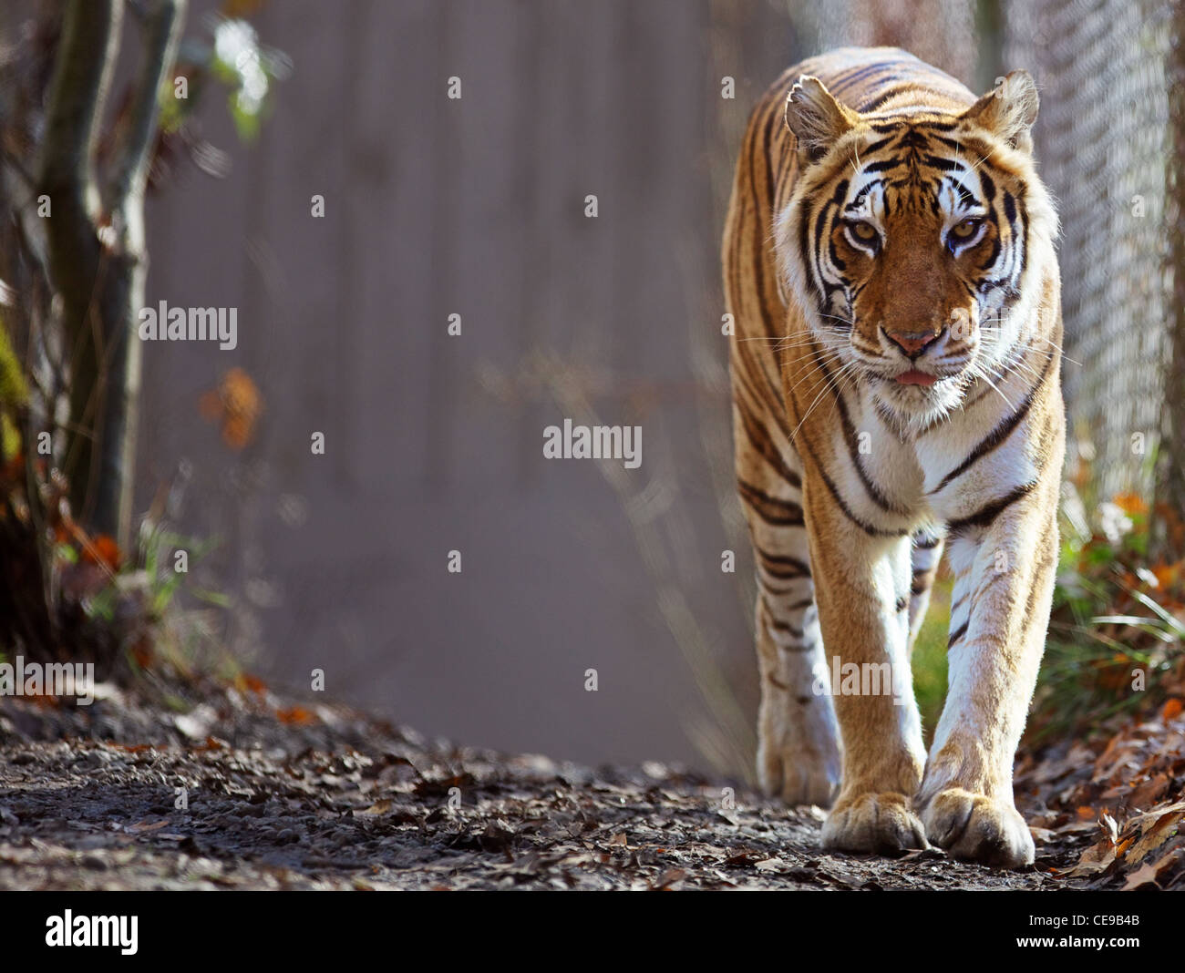 Bengal Tiger prowling at zoo with soft focus background Stock Photo - Alamy