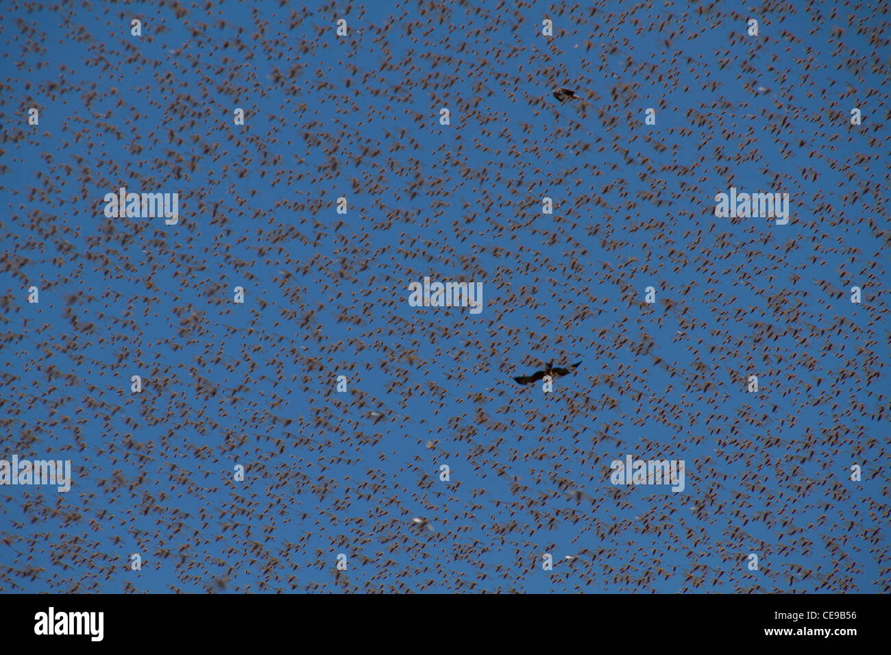 Hawksfeeding in a swarm of crickets Stock Photo - Alamy