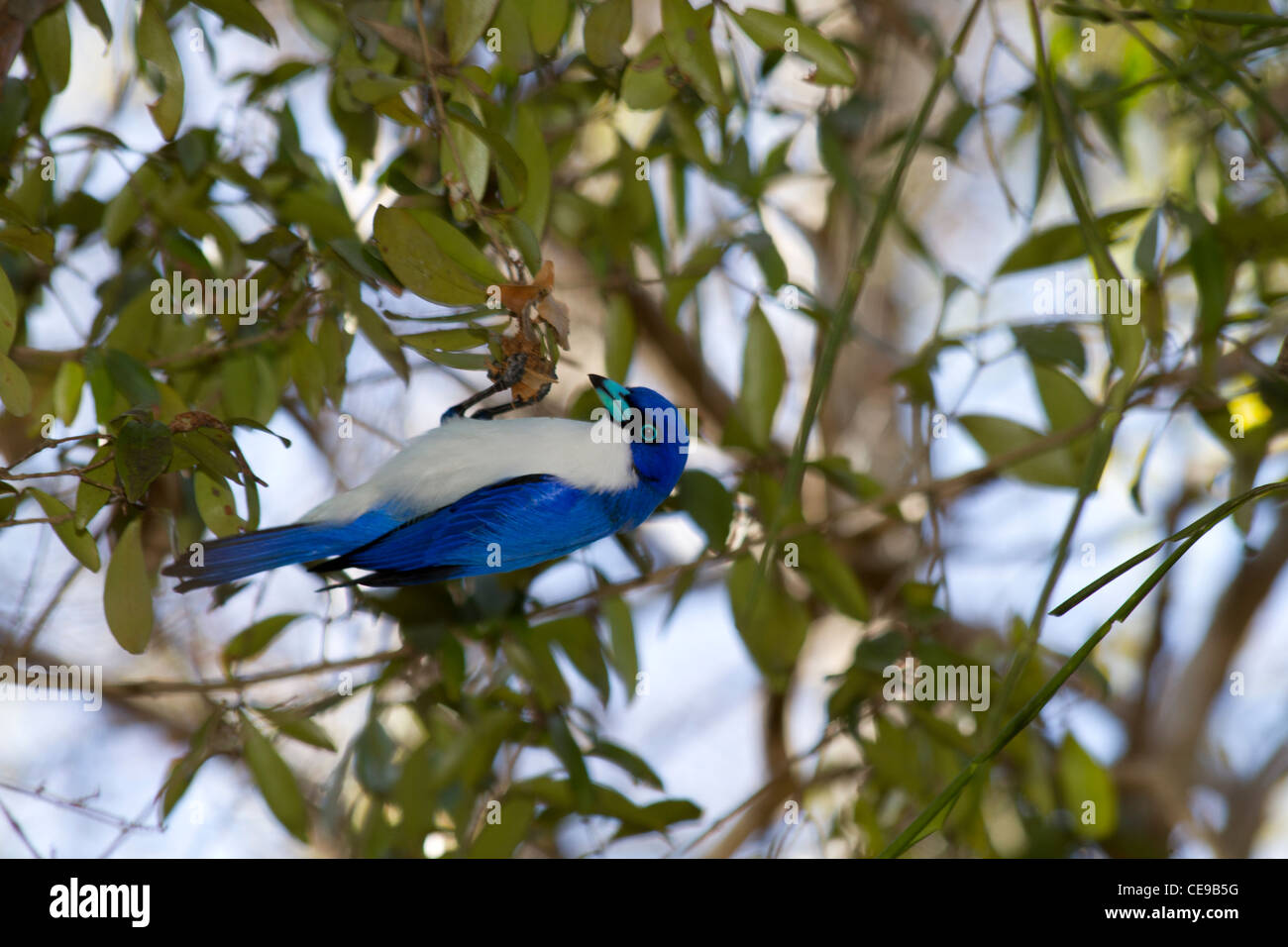 Blue vanga hi-res stock photography and images - Alamy