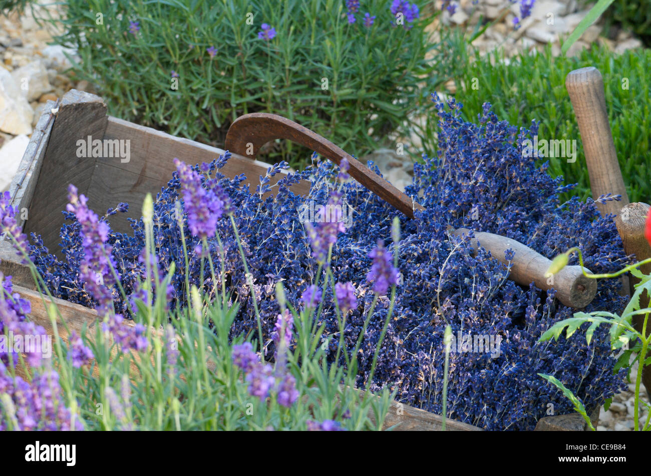 Garden box and lavender hi-res stock photography and images - Alamy