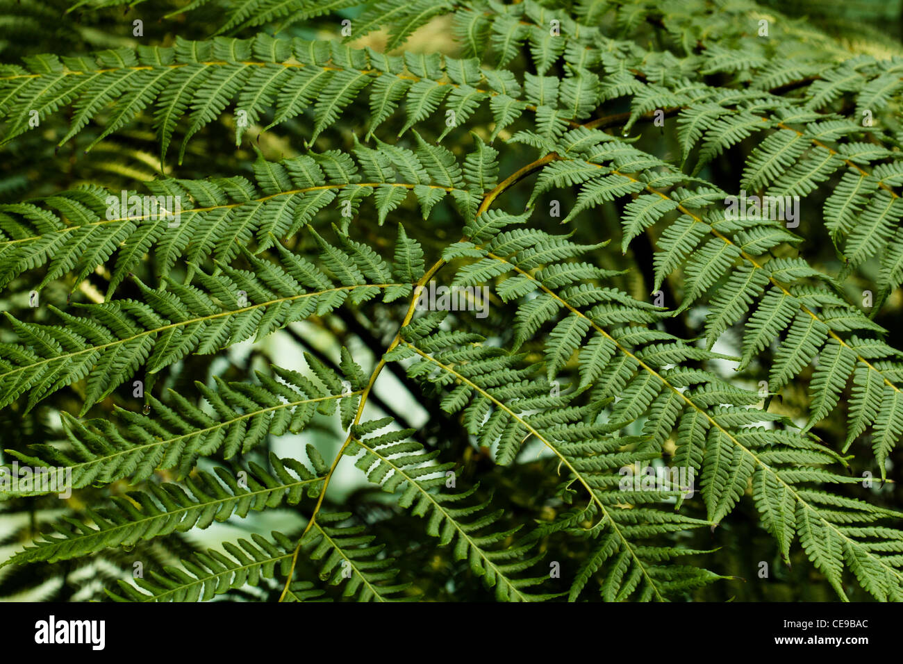Green fern pattern Stock Photo - Alamy