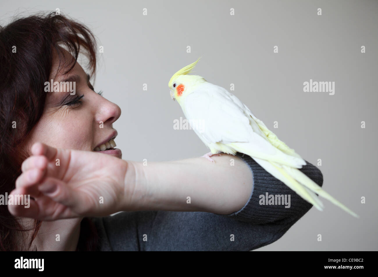 Cheeky Cockatiel parrot and woman Stock Photo - Alamy