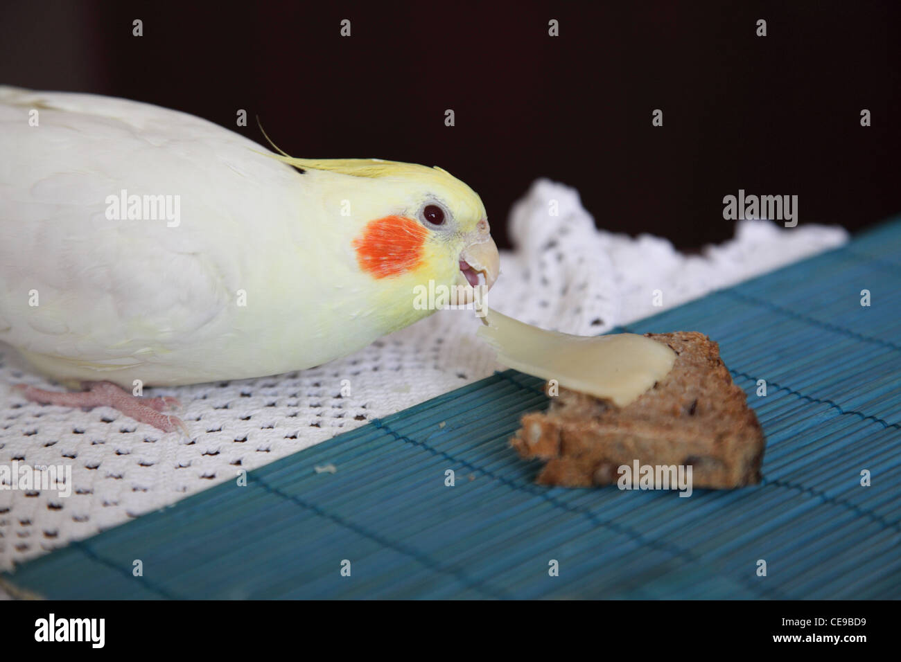 Cheeky Cockatiel parrot in home Stock Photo - Alamy