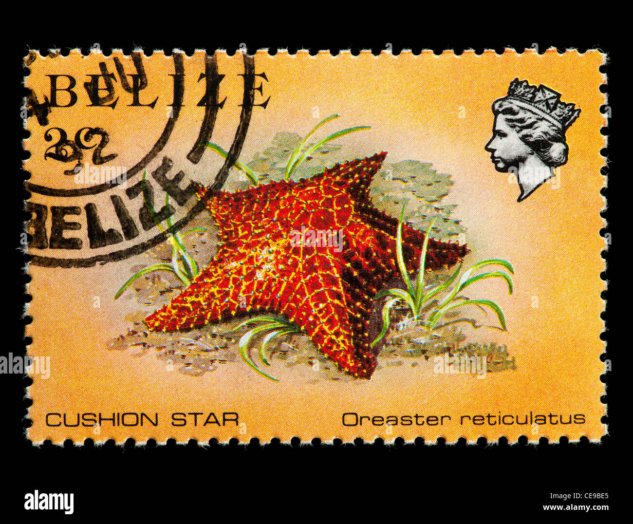 Postage stamp from Belize depicting a cushion star (Oreaster ...