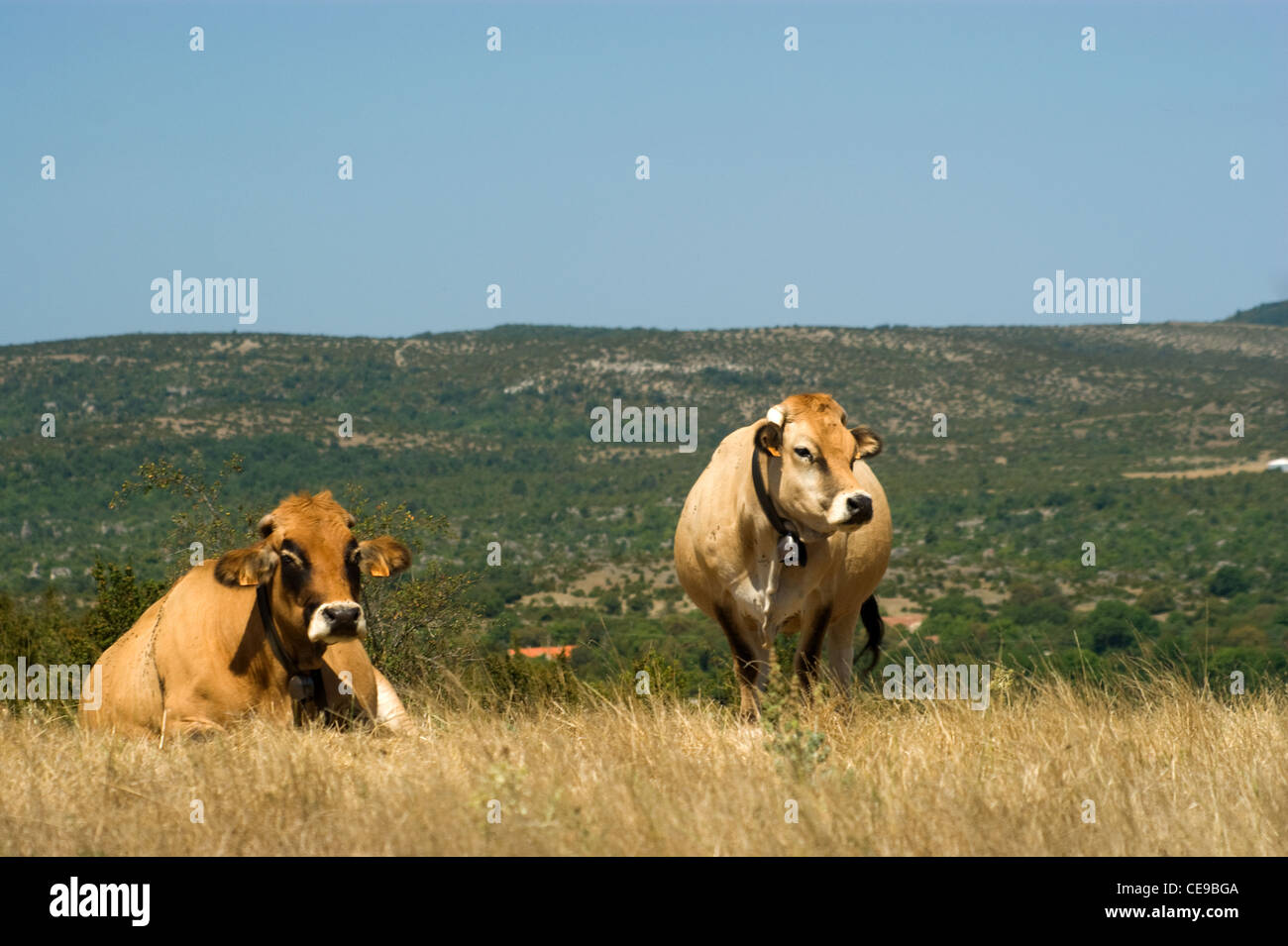 Barbed wire fe hi-res stock photography and images - Alamy