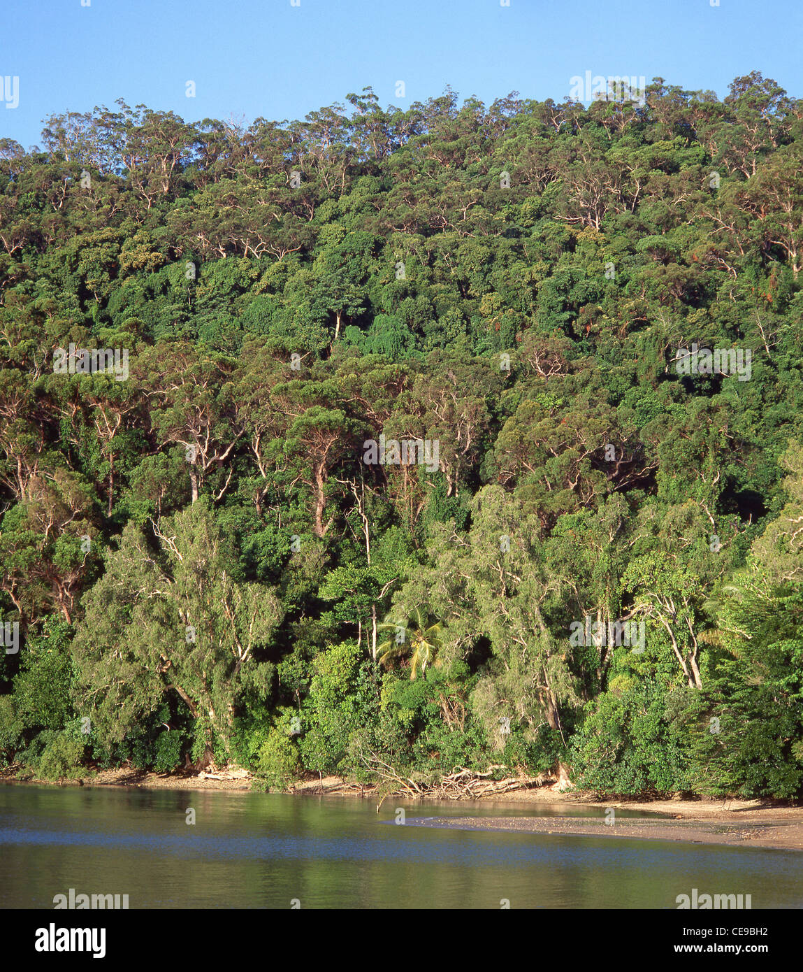Rainforest on Dunk Island, Great Barrier Reef Marine Park, Queensland ...