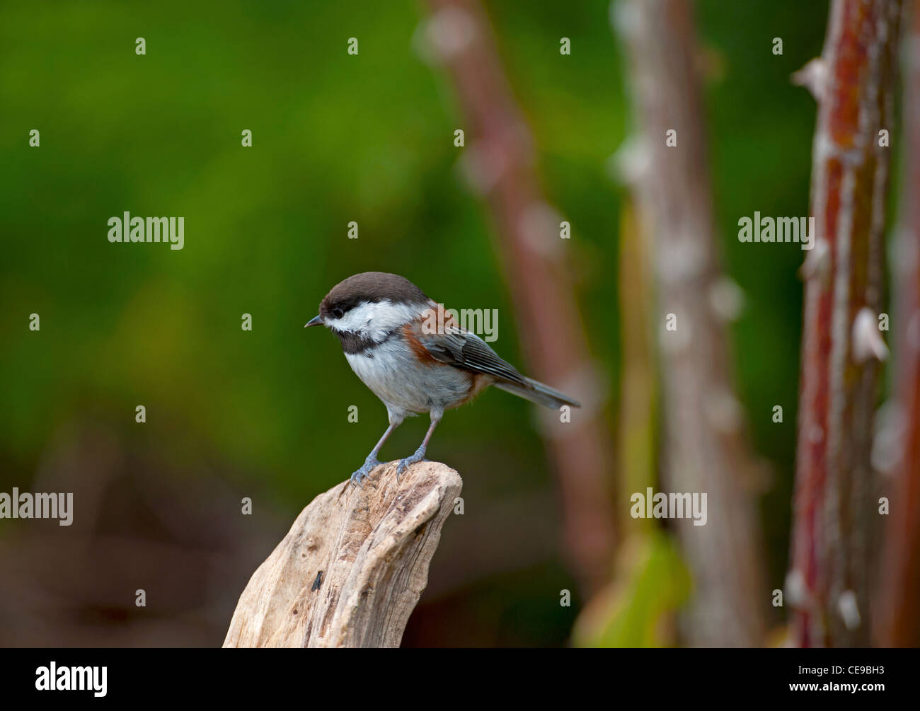 Chestnut-backed Chickadee, Small North Western USA Canadian bird. SCO ...