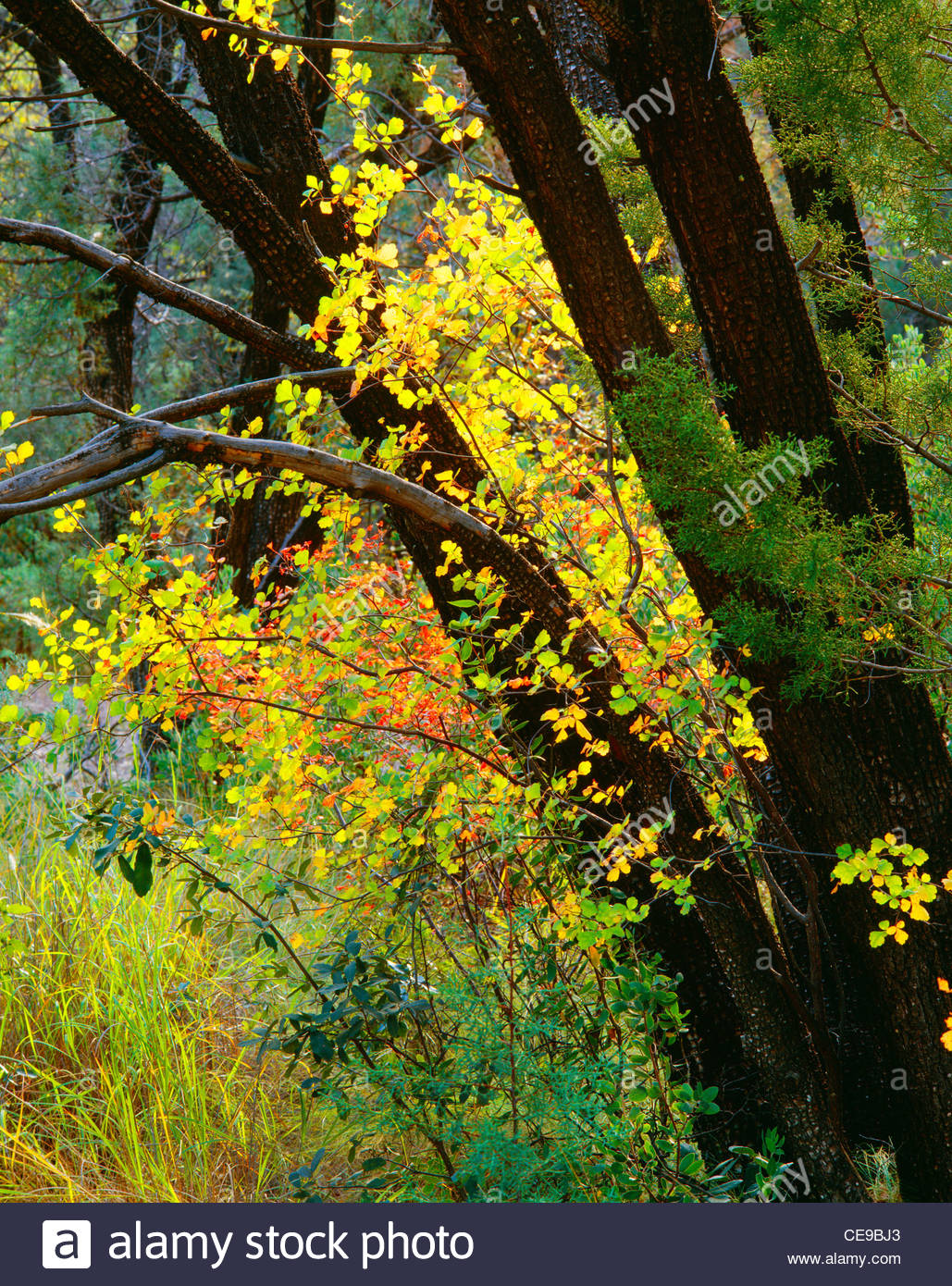Rhus Trilobata High Resolution Stock Photography and Images - Alamy