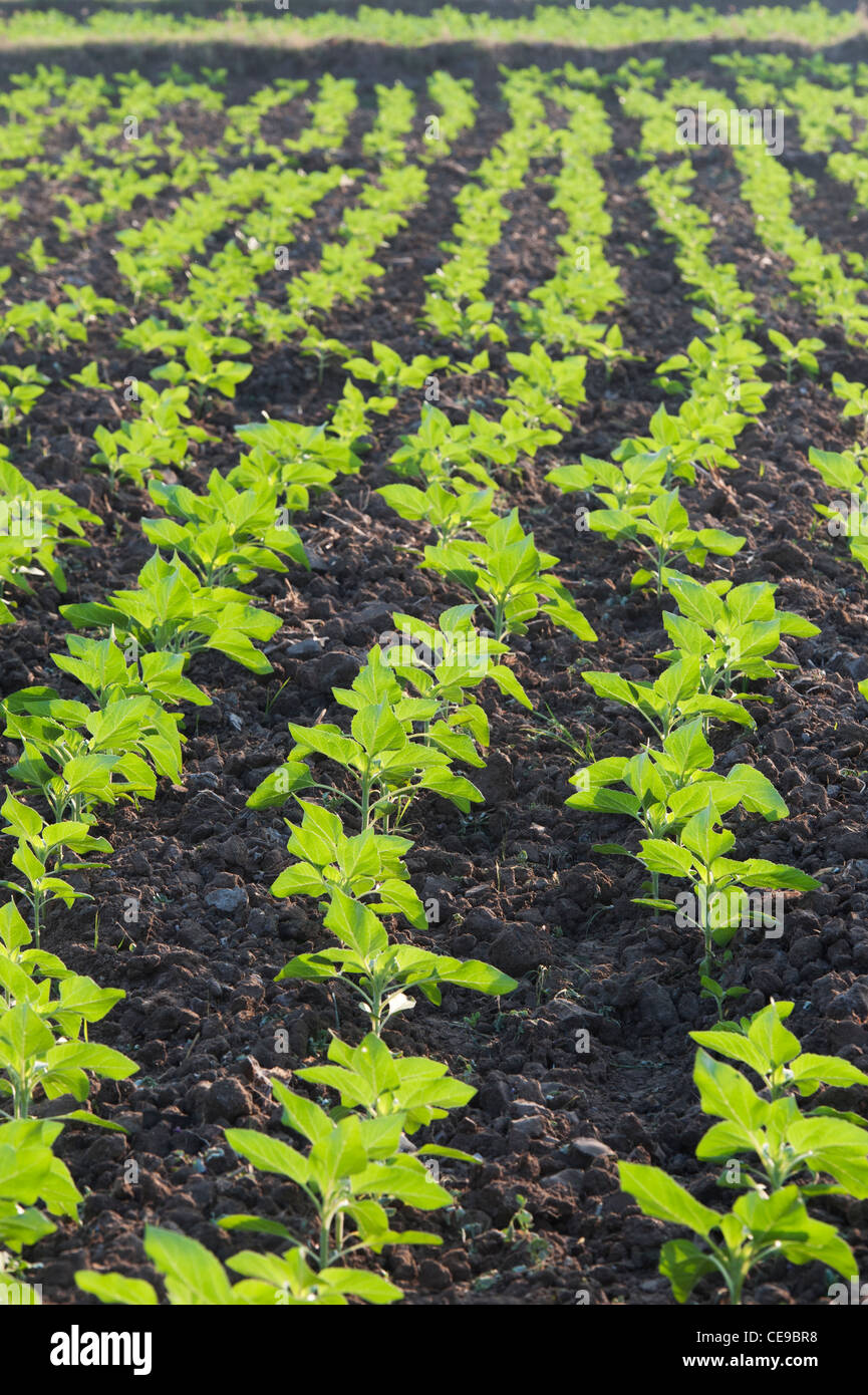 Cultivating sunflowers in the Indian countryside. Andhra Pradesh, India ...
