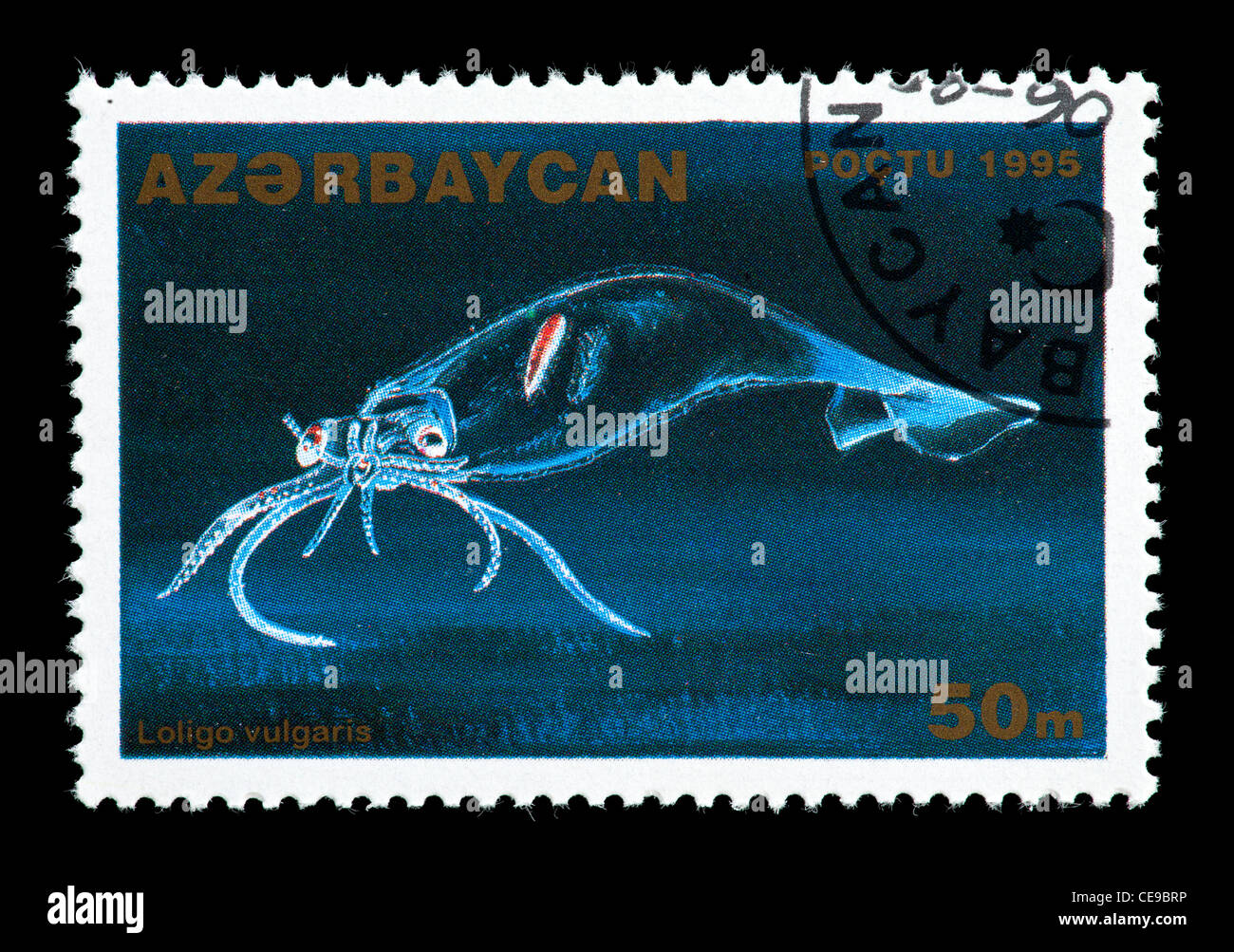 Postage stamp from Azerbaijan depicting the European squid (Loligo ...