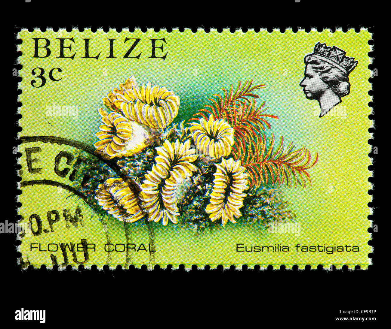 Postage stamp from Belize depicting flower coral (Eusmilia fastigiata ...