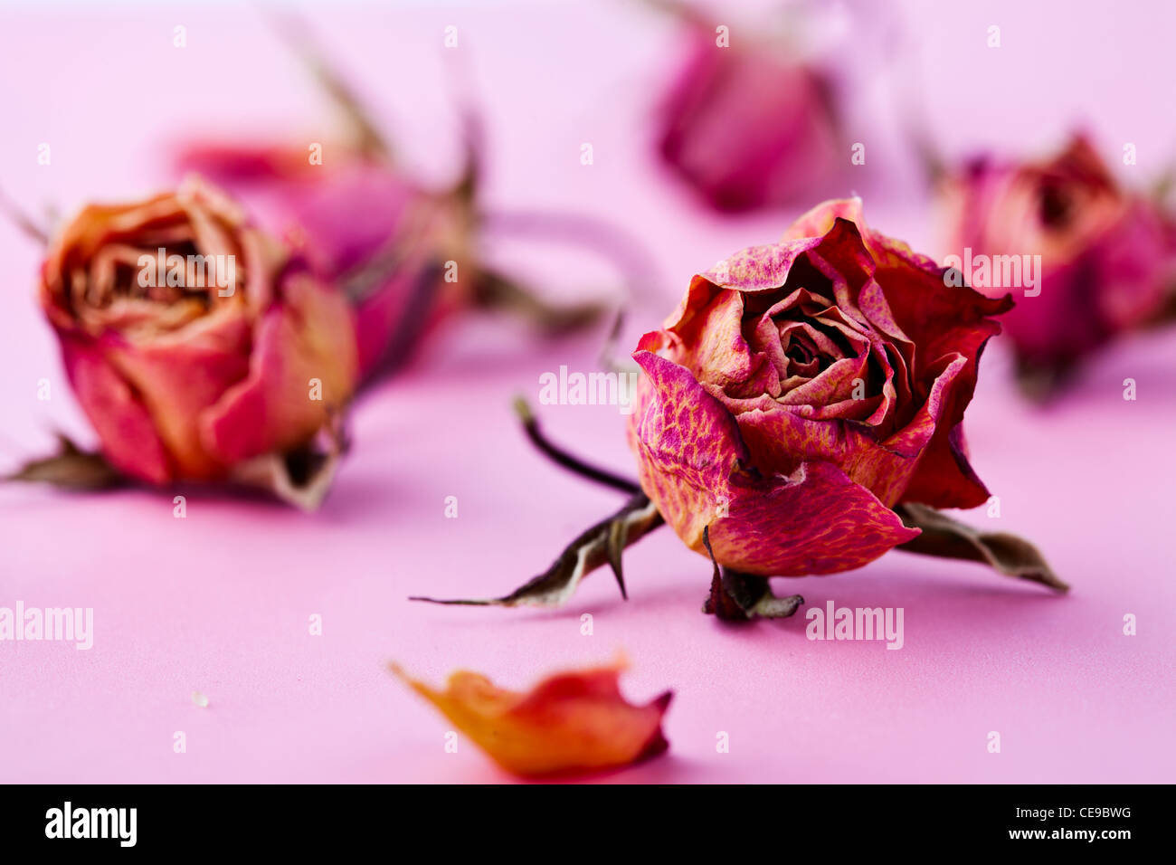 Close-up image for Valentine's Day of dry roses. Studio shot Stock ...