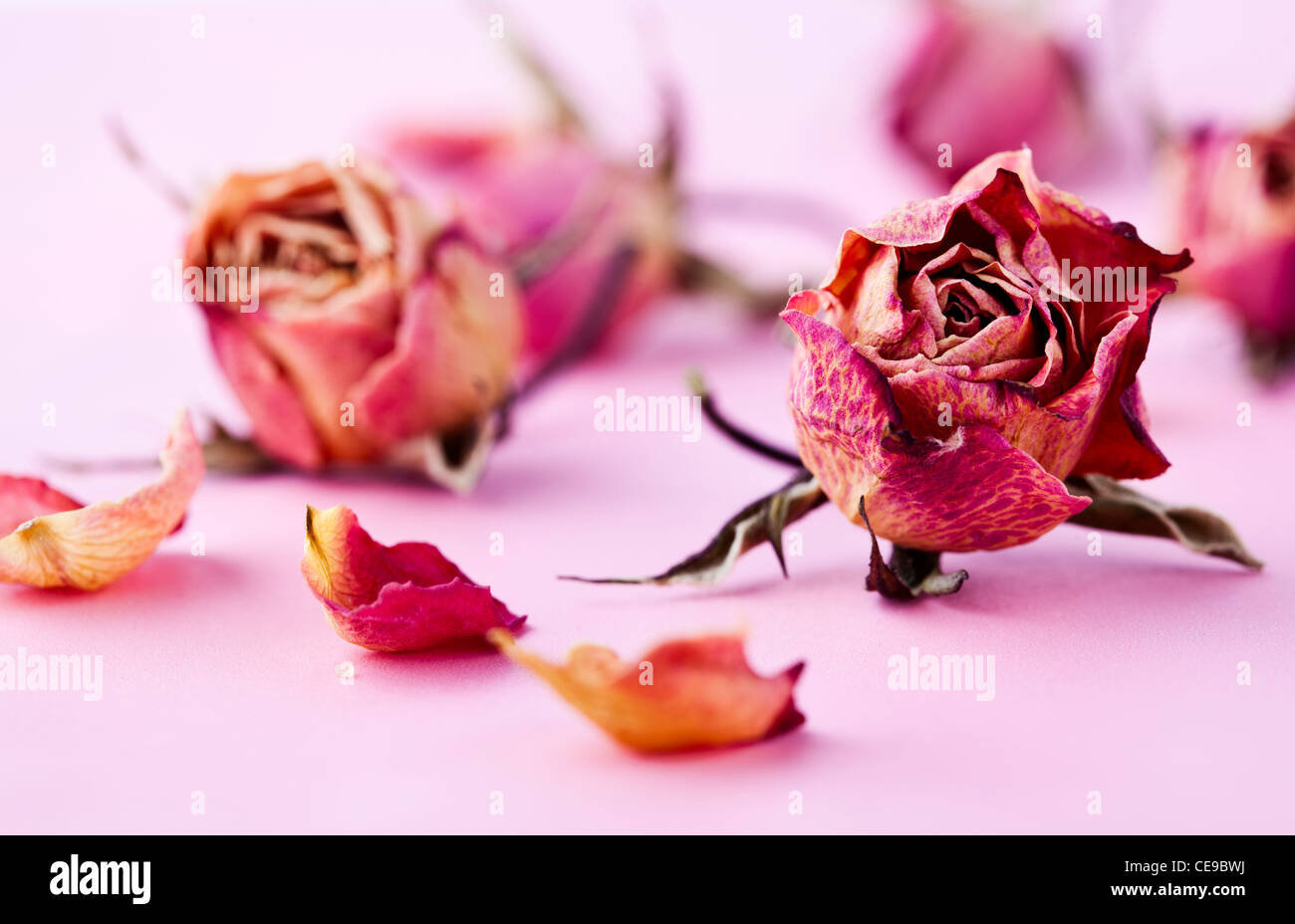 Old dried up roses hi-res stock photography and images - Alamy
