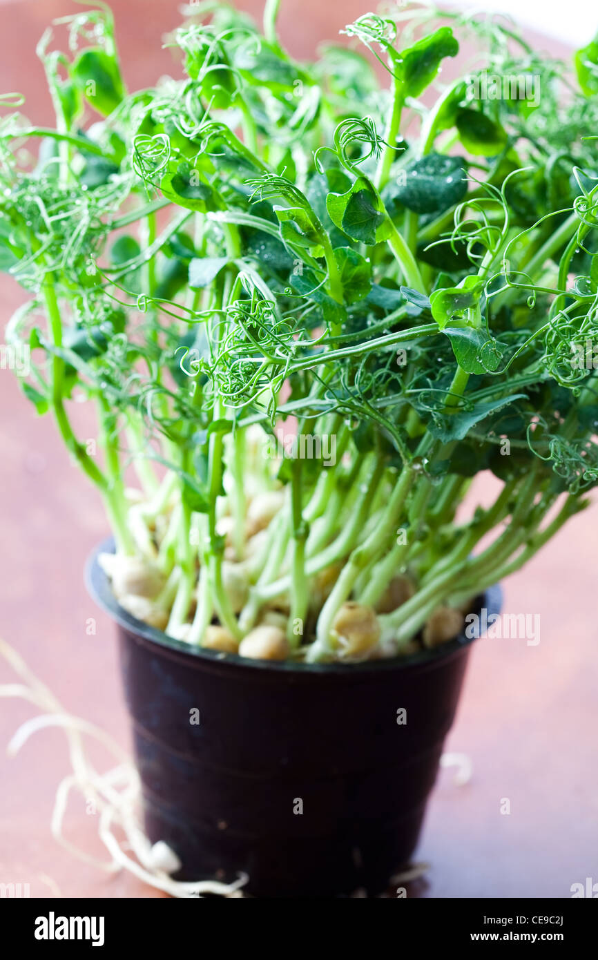Fresh green pea sprouts. Close-up on a wooden background Stock Photo ...