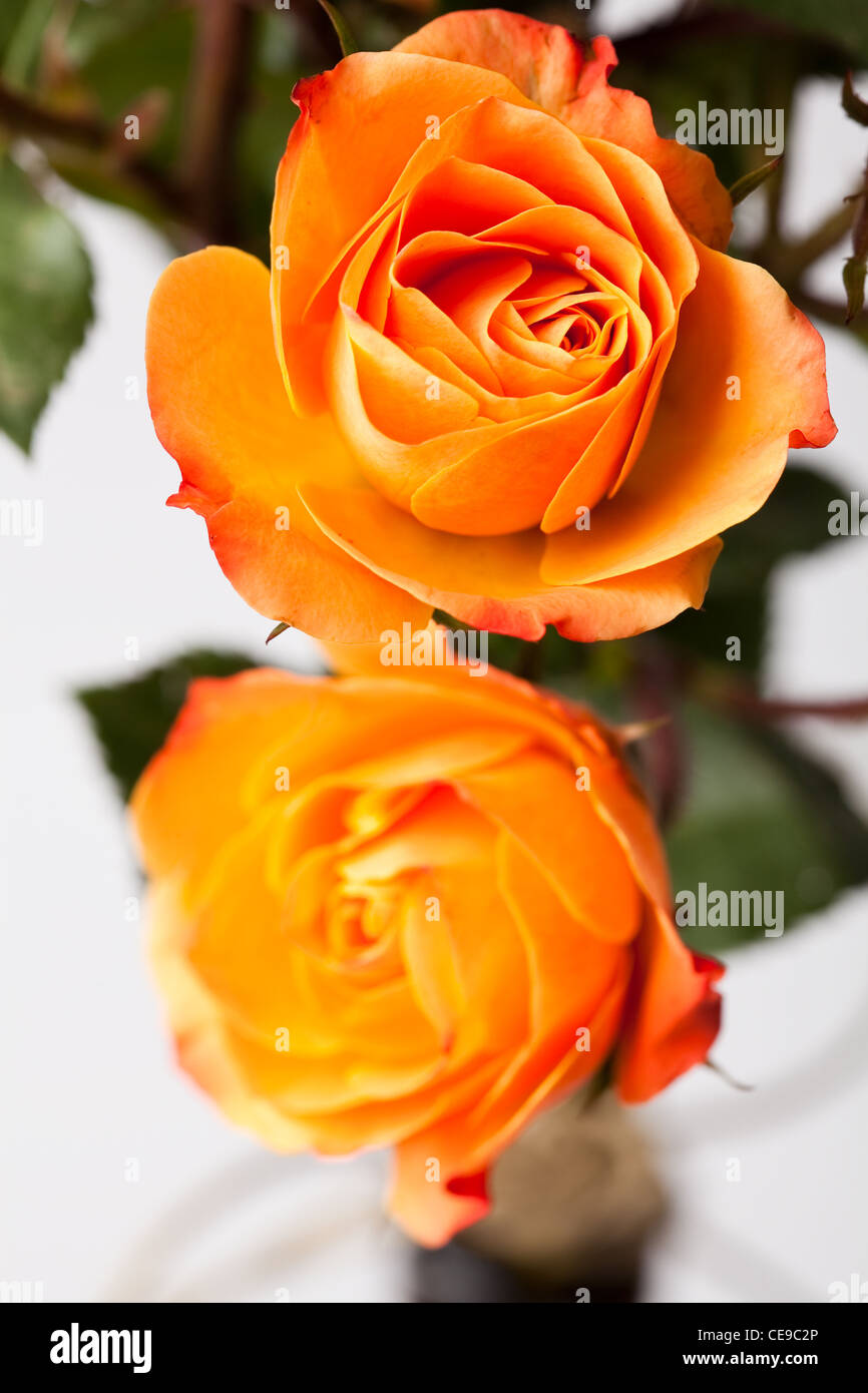 Close-up of beautiful orange roses. Studio shot Stock Photo - Alamy