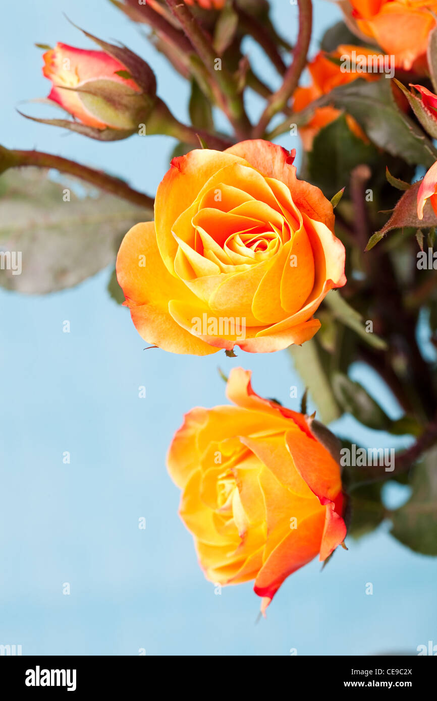 Close-up of beautiful orange roses. Studio shot Stock Photo - Alamy