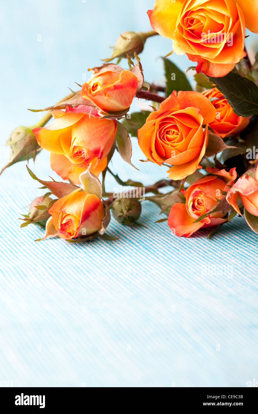 Close-up of beautiful orange roses. Studio shot Stock Photo - Alamy