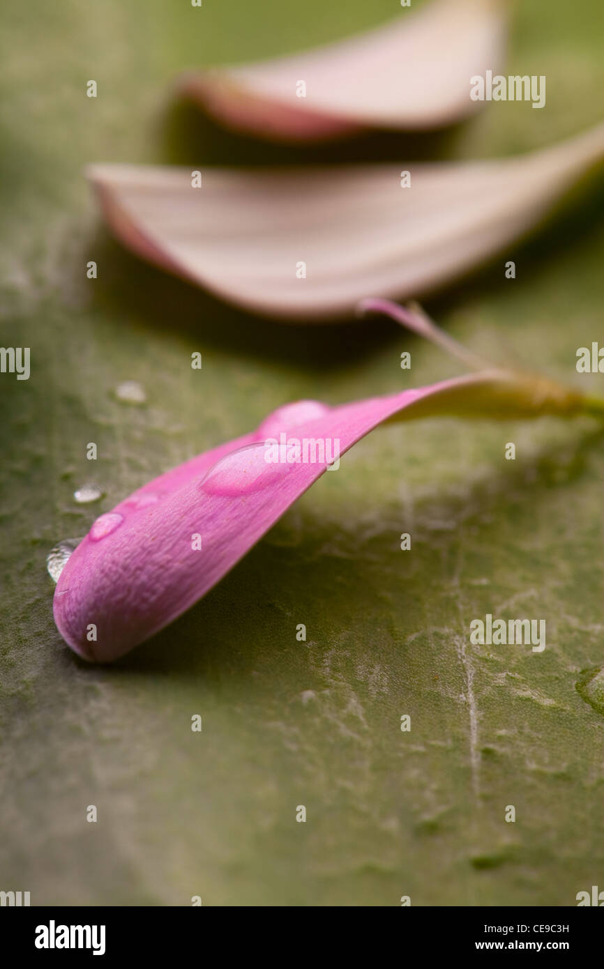 Pink, beautiful daisy petals with water droplets Stock Photo - Alamy