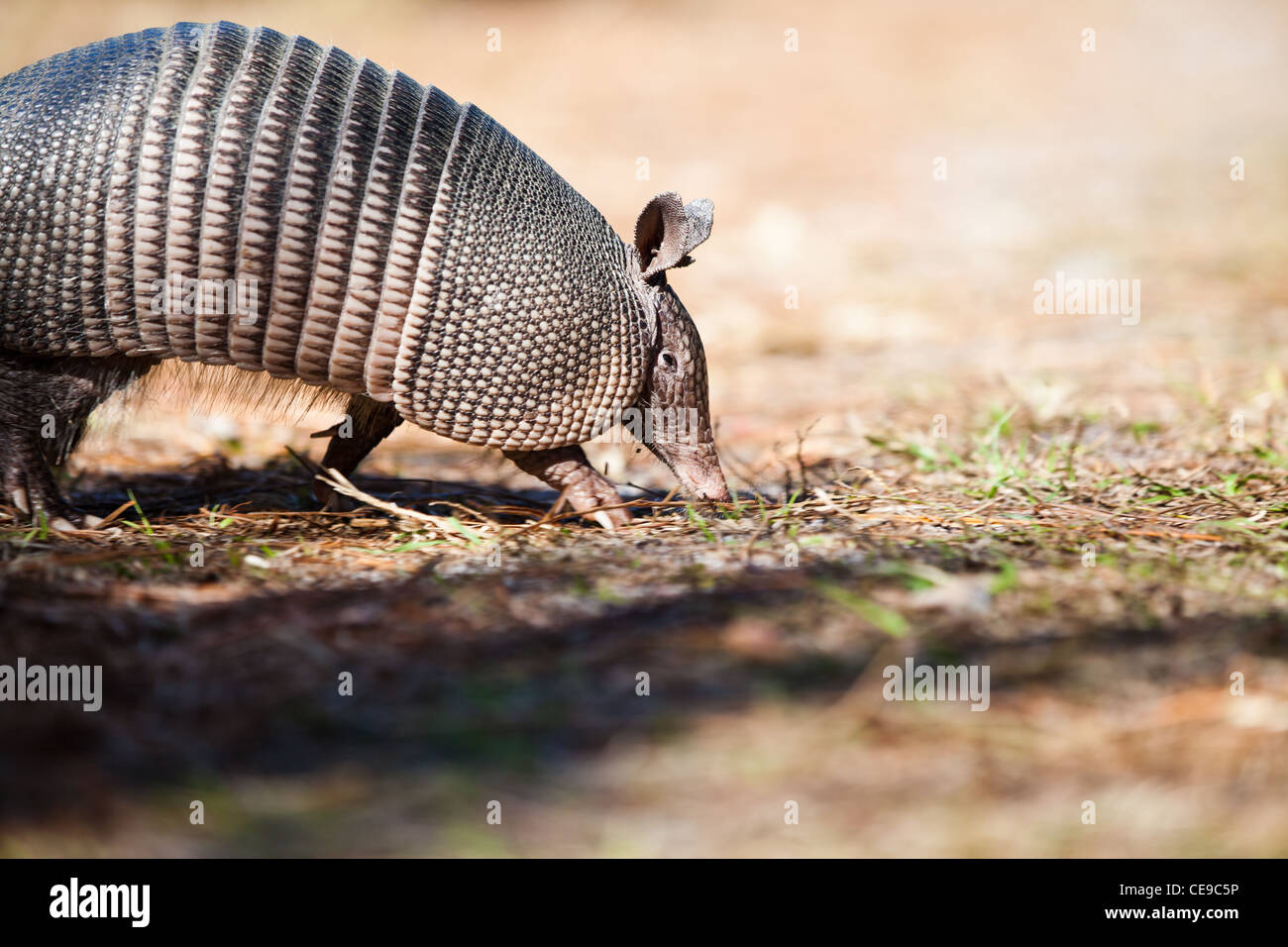 Nine Banded Armadillo Stock Photo - Alamy