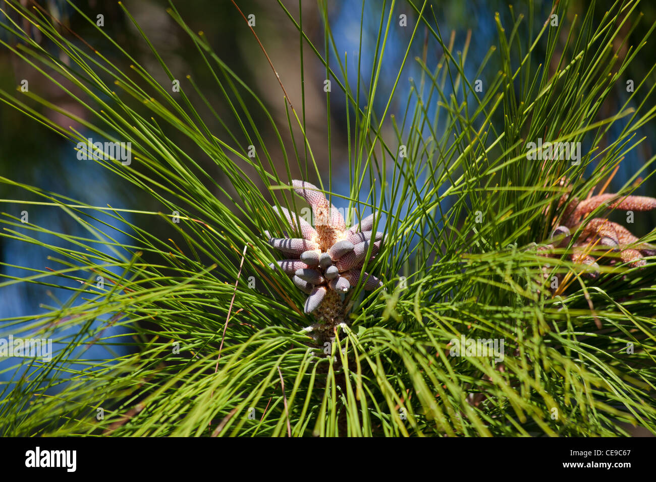 Pine Tree Pollen Stock Photo - Alamy