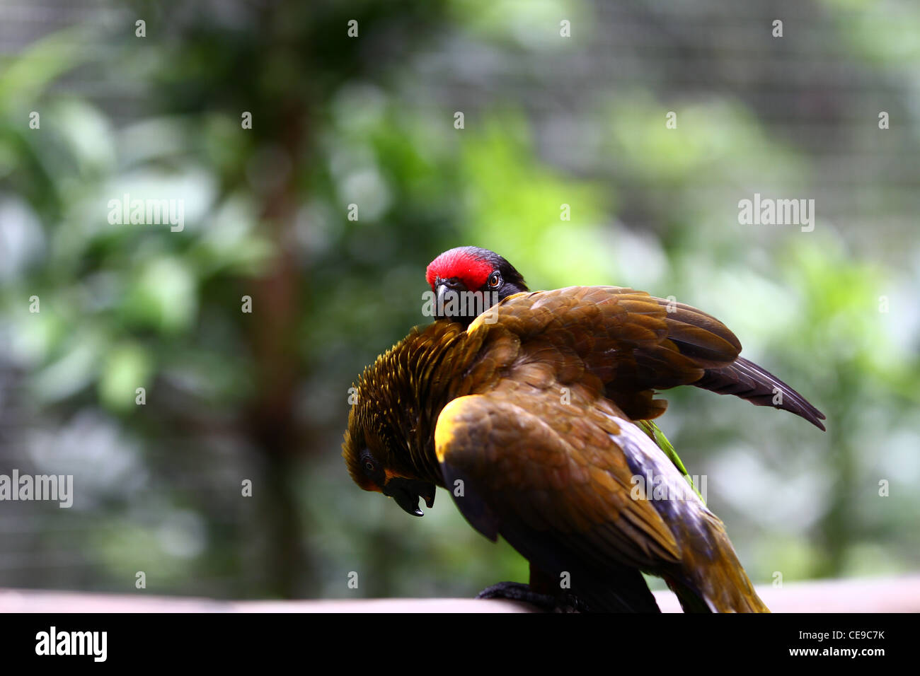 2 birds perched together...'Gossiping' Stock Photo - Alamy