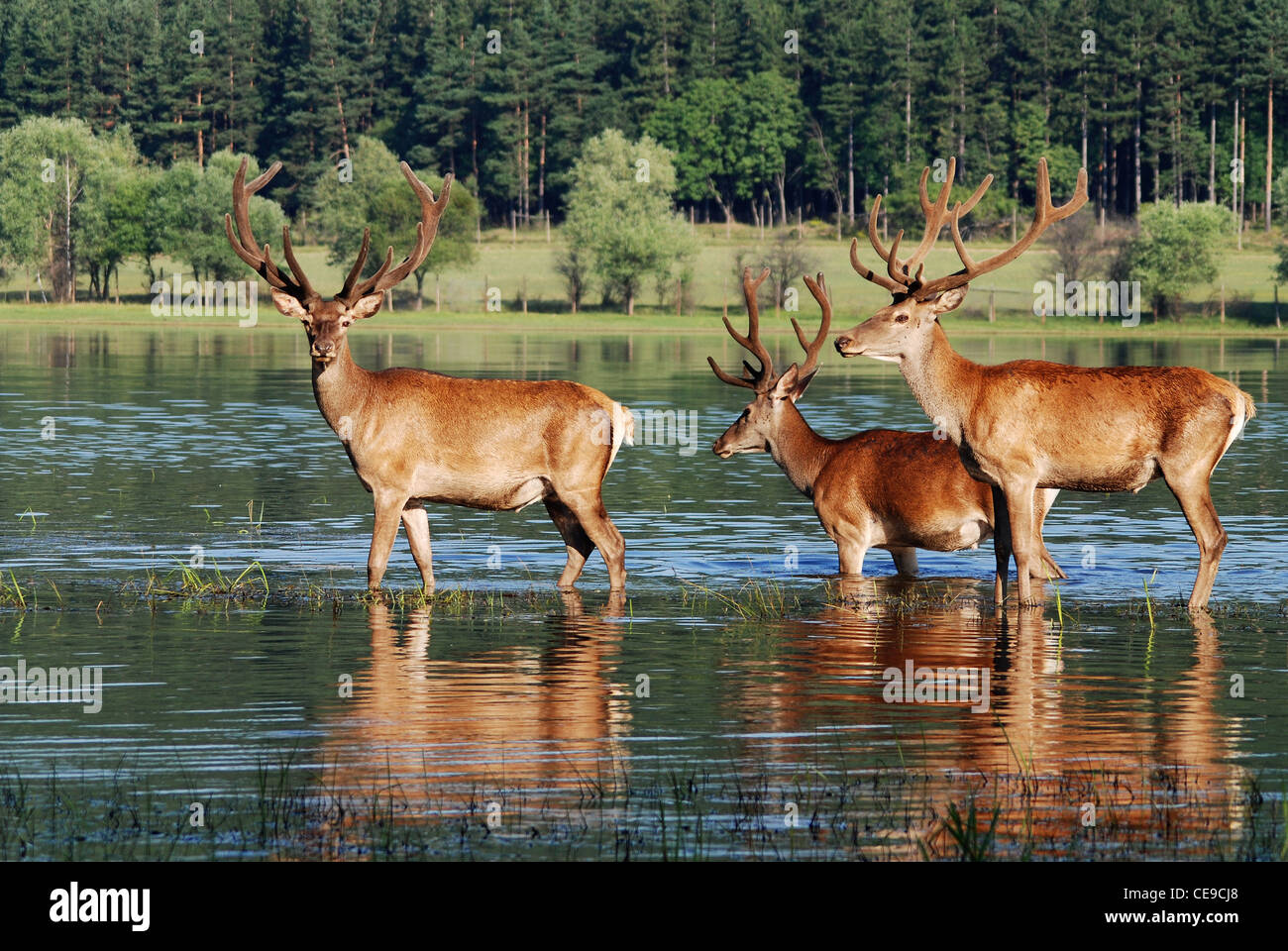 red deer in water Stock Photo - Alamy