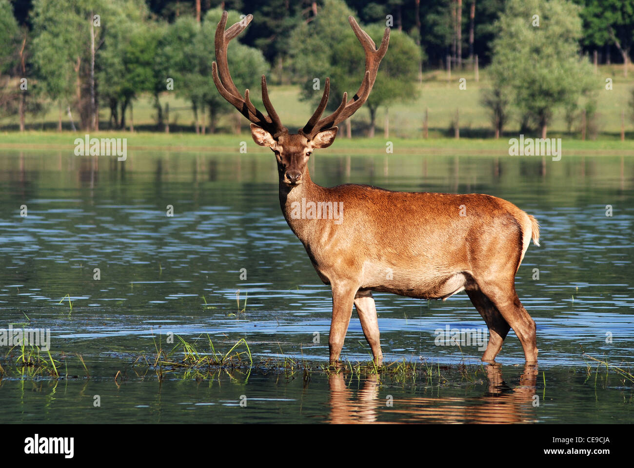 red deer in water Stock Photo - Alamy