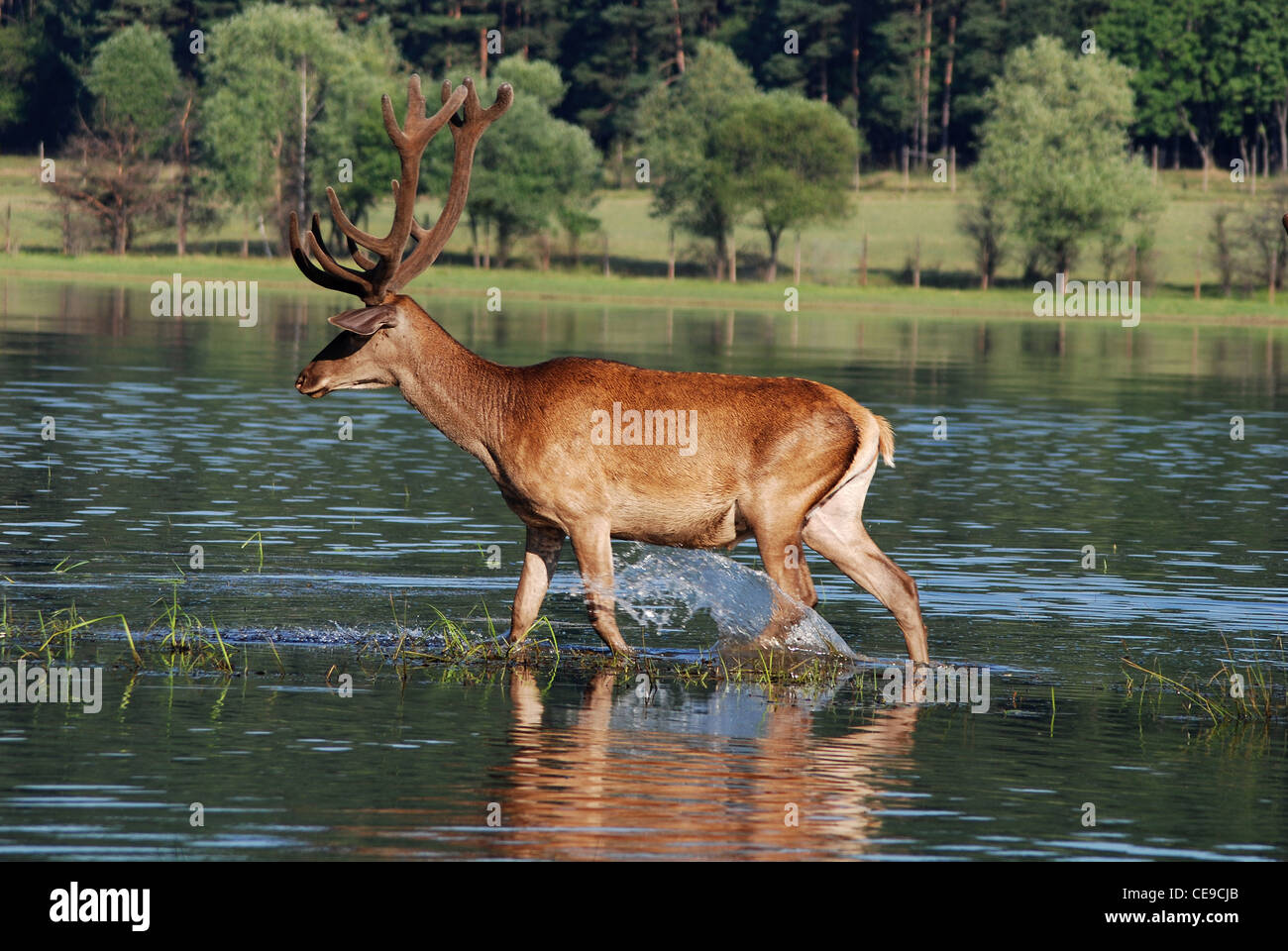 red deer in water Stock Photo - Alamy