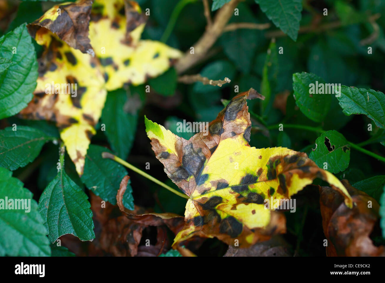 Decaying leaves hi-res stock photography and images - Alamy