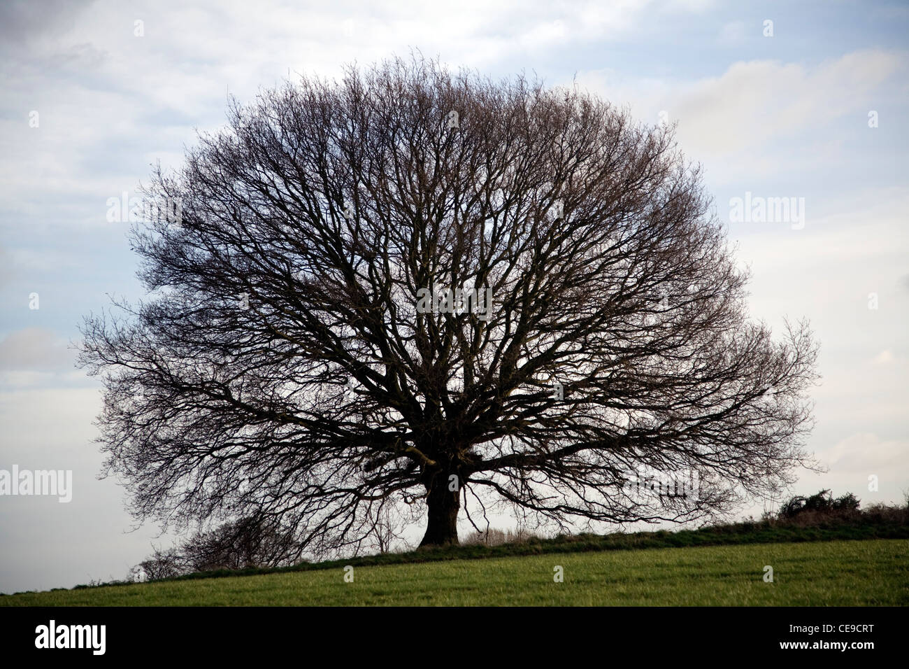 Oak tree in winter hi-res stock photography and images - Alamy