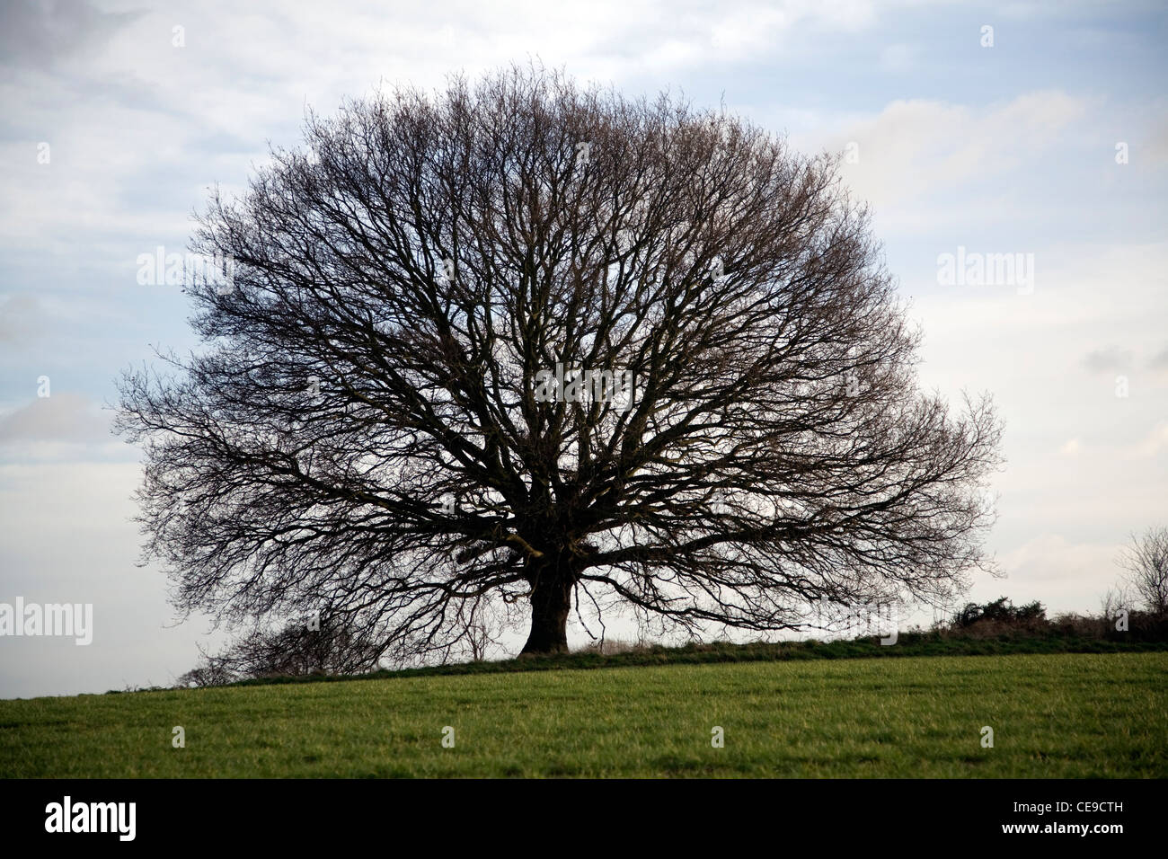 Small oak trees in hi-res stock photography and images - Alamy