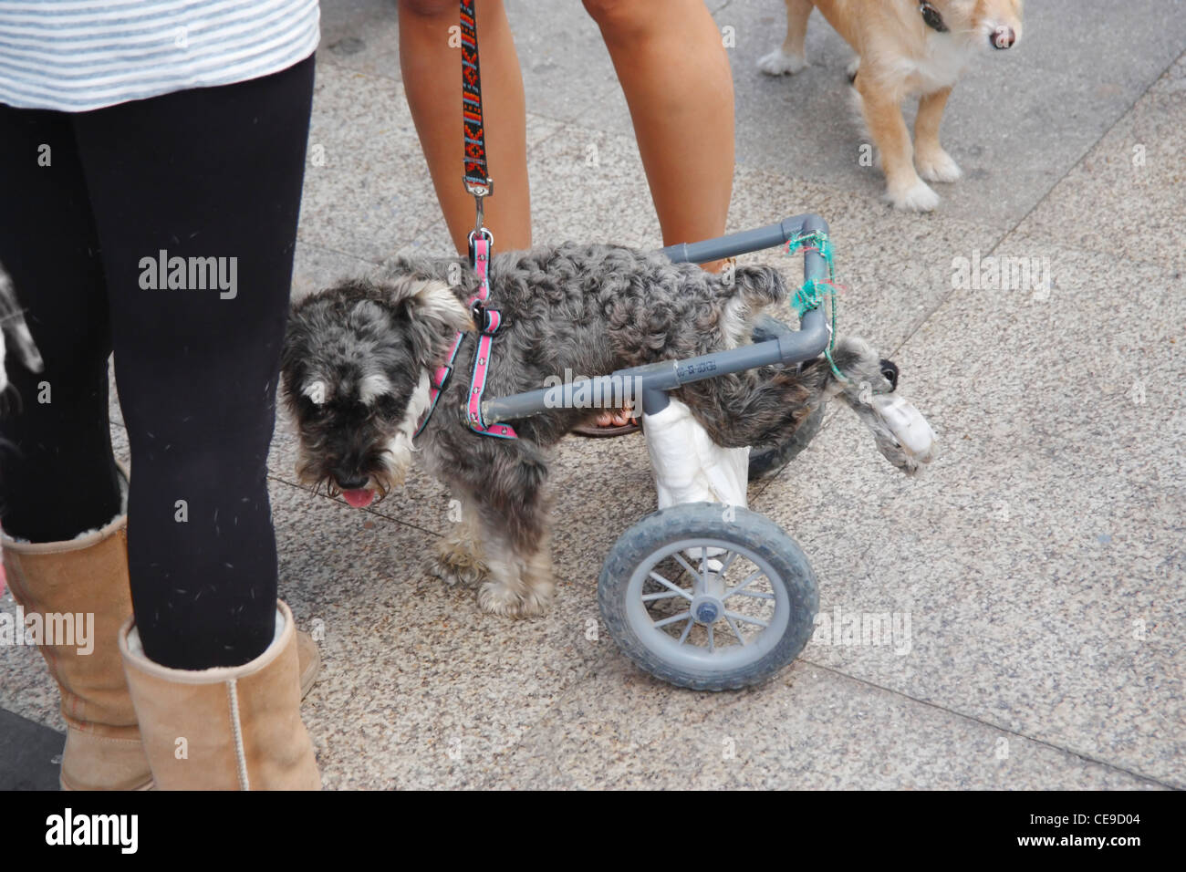 Dog using wheeled frame to walk Stock Photo - Alamy