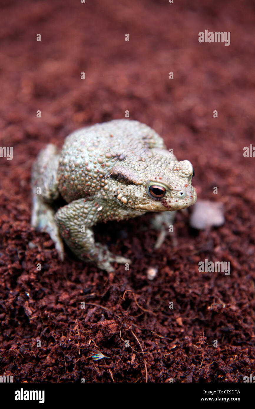 Common Toad - Bufo bufo Stock Photo - Alamy