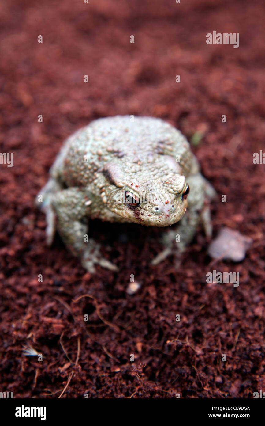 Native amphibian hi-res stock photography and images - Alamy
