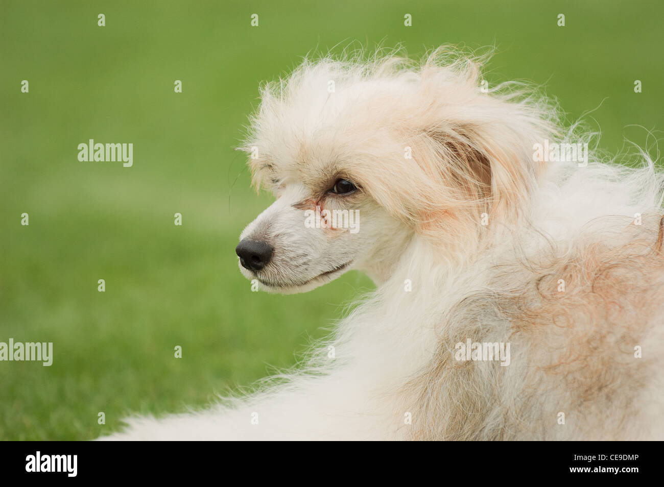 Chinese crested powder puff hi-res stock photography and images - Alamy