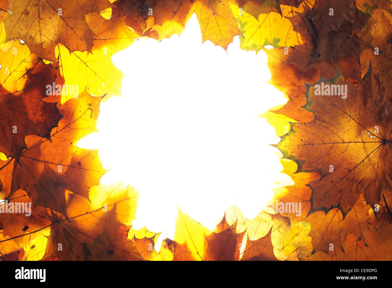 Autumn leaves scenery Stock Photo - Alamy