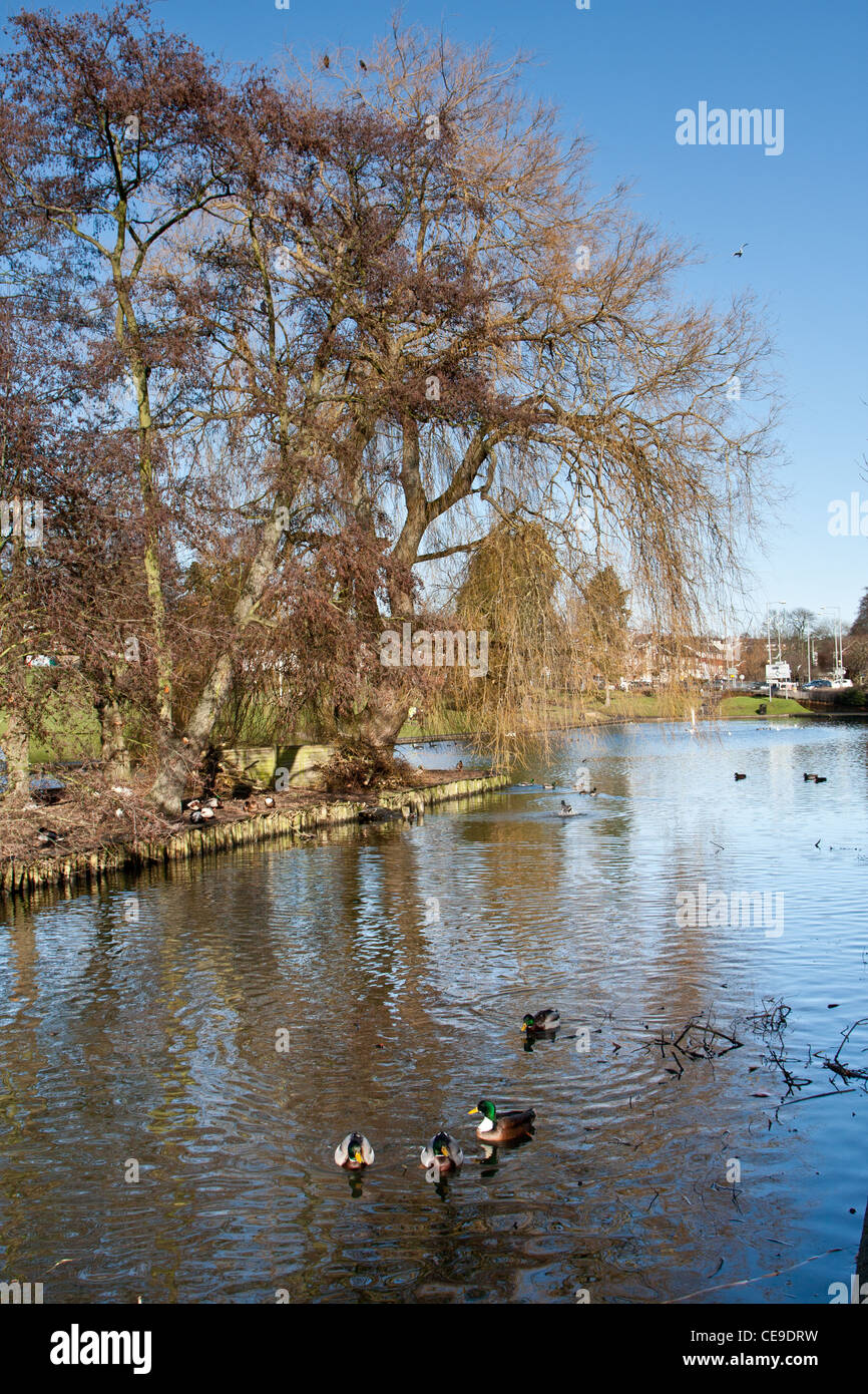 Scottowes Pond, Lowndes Park, Chesham, Bucks, UK Stock Photo - Alamy