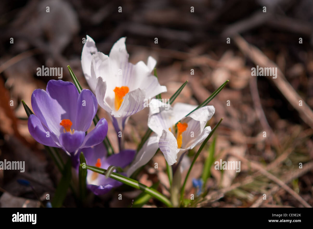 Closeup of Crocus flowers Stock Photo - Alamy