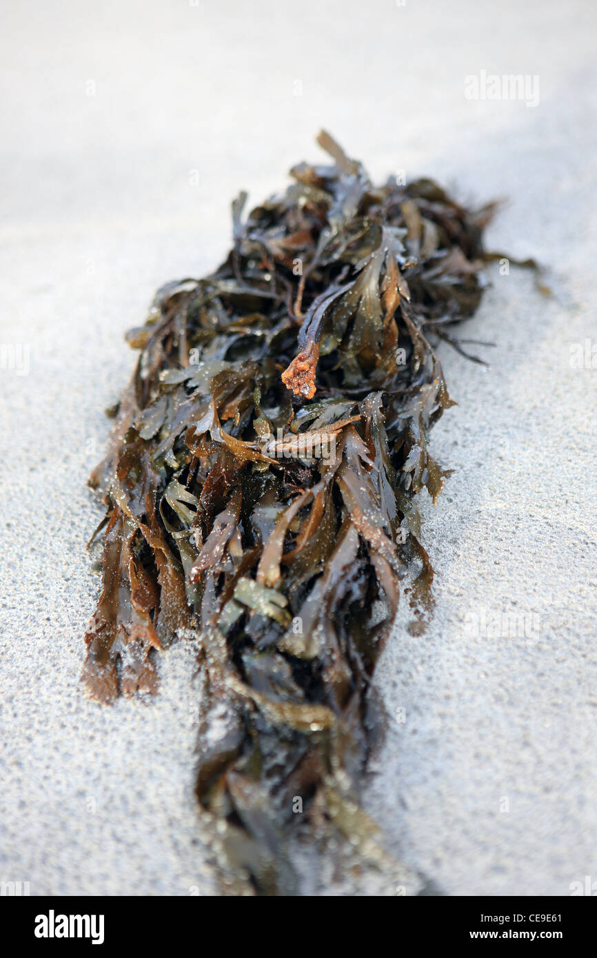 Seaweed uk beach hi-res stock photography and images - Alamy