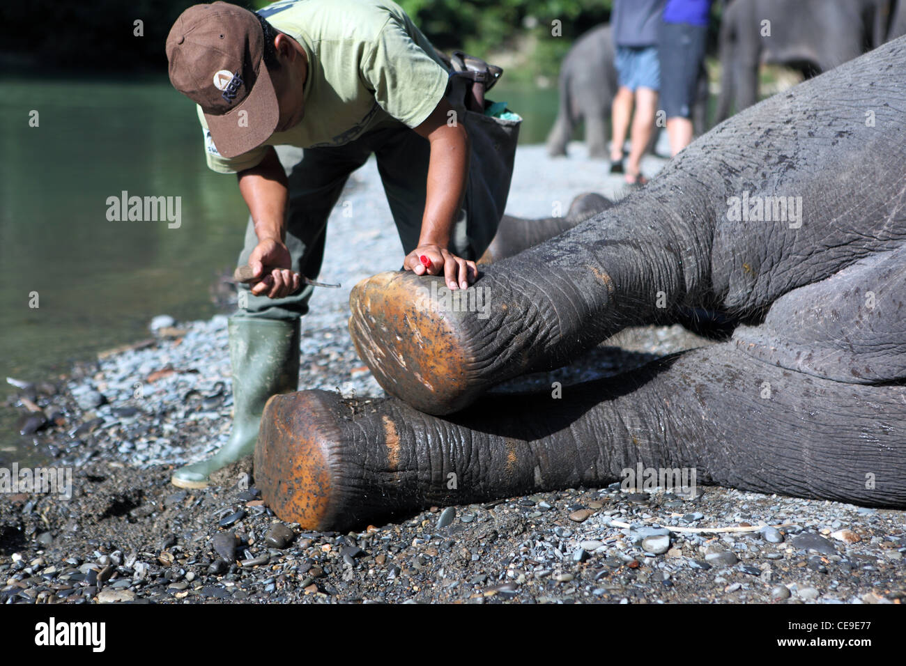 A mahout extracts stones and splinters form a Sumatran elephants feet ...