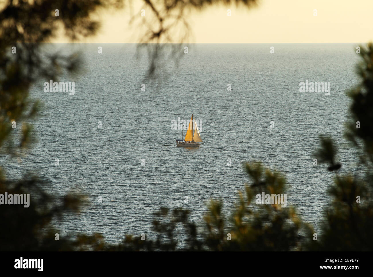 Sailing-ship in the sea seen through the tree branches Stock Photo - Alamy