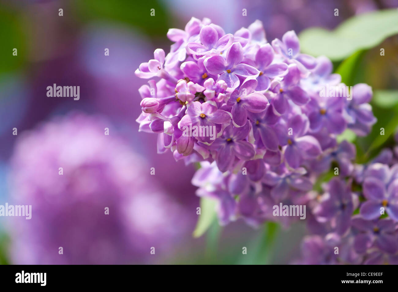 Spring lilac bush hi-res stock photography and images - Alamy