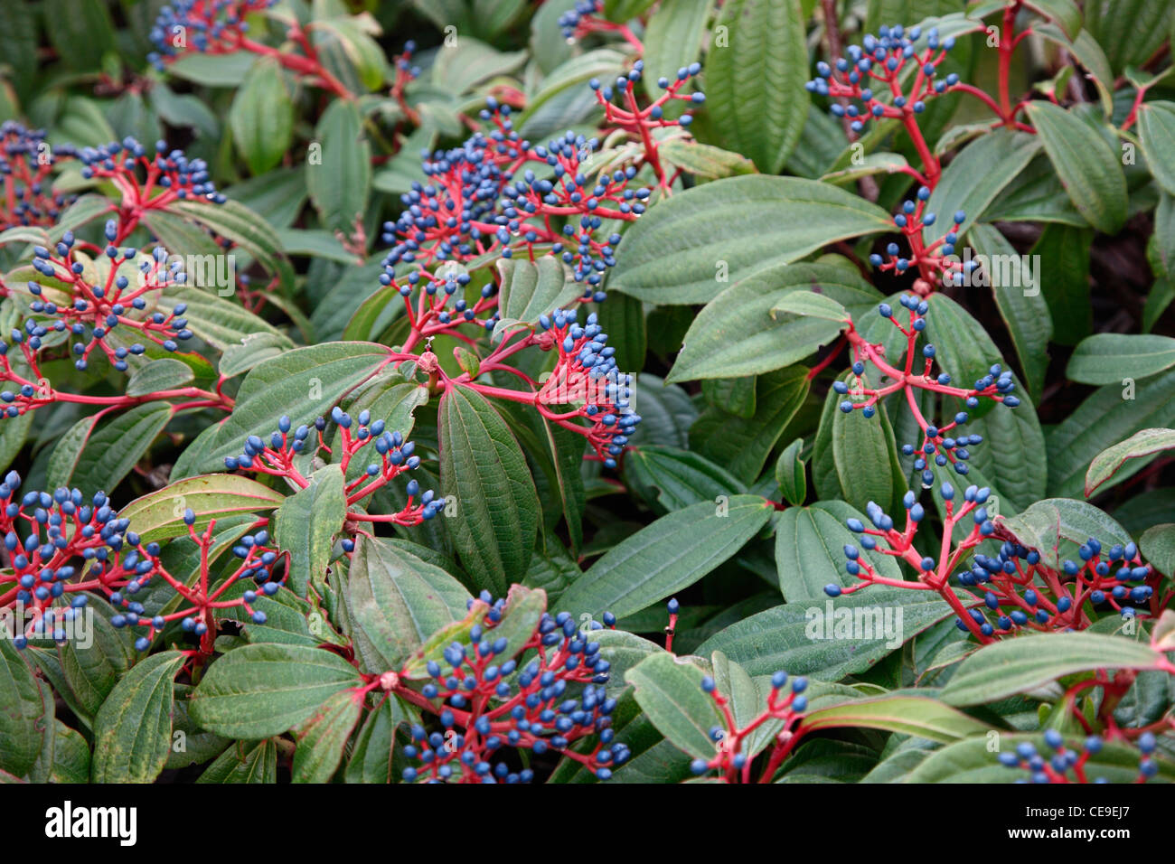 Viburnum davidii hi-res stock photography and images - Alamy