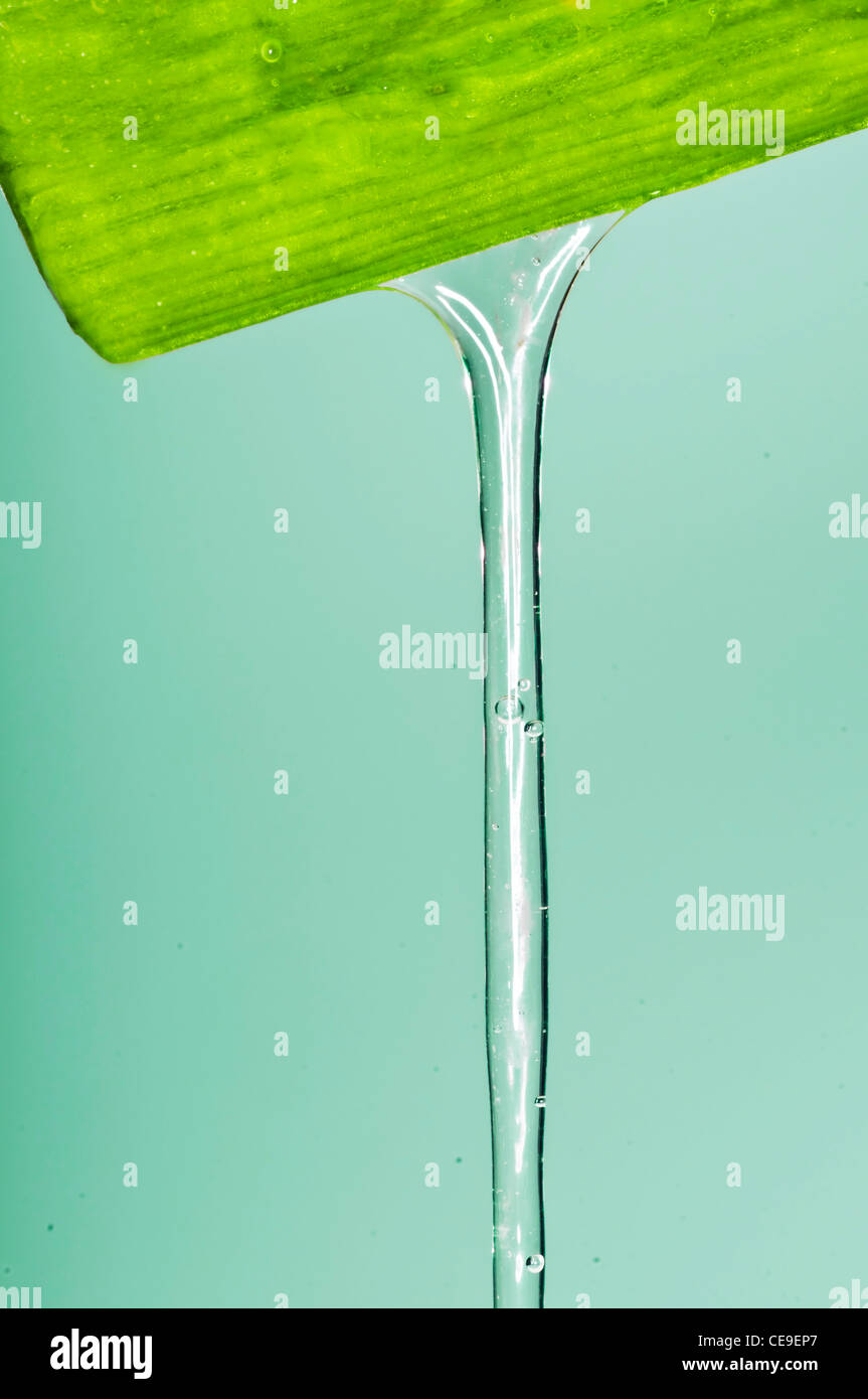 Aloe vera , medicine plant of the American native Stock Photo - Alamy