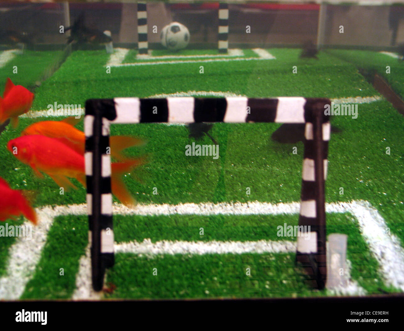 Red fish swimming in aquarium decorated as a football field Stock Photo ...