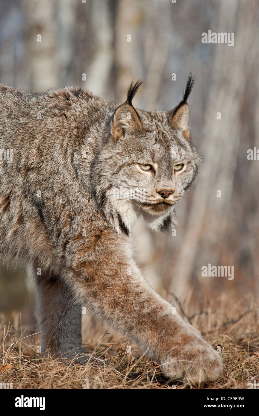 Canadian lynx hi-res stock photography and images - Alamy