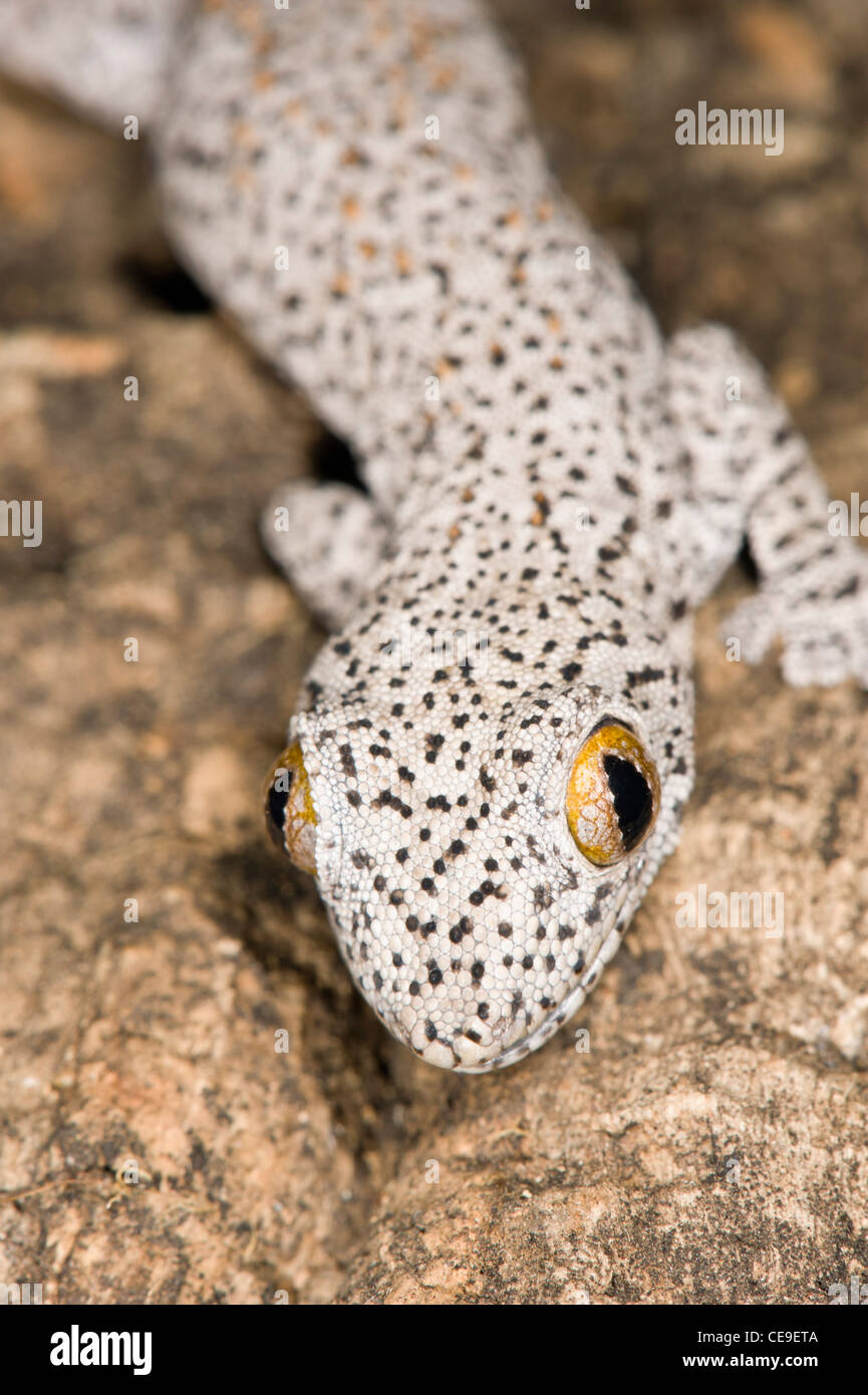 Gekko gecko hi-res stock photography and images - Alamy