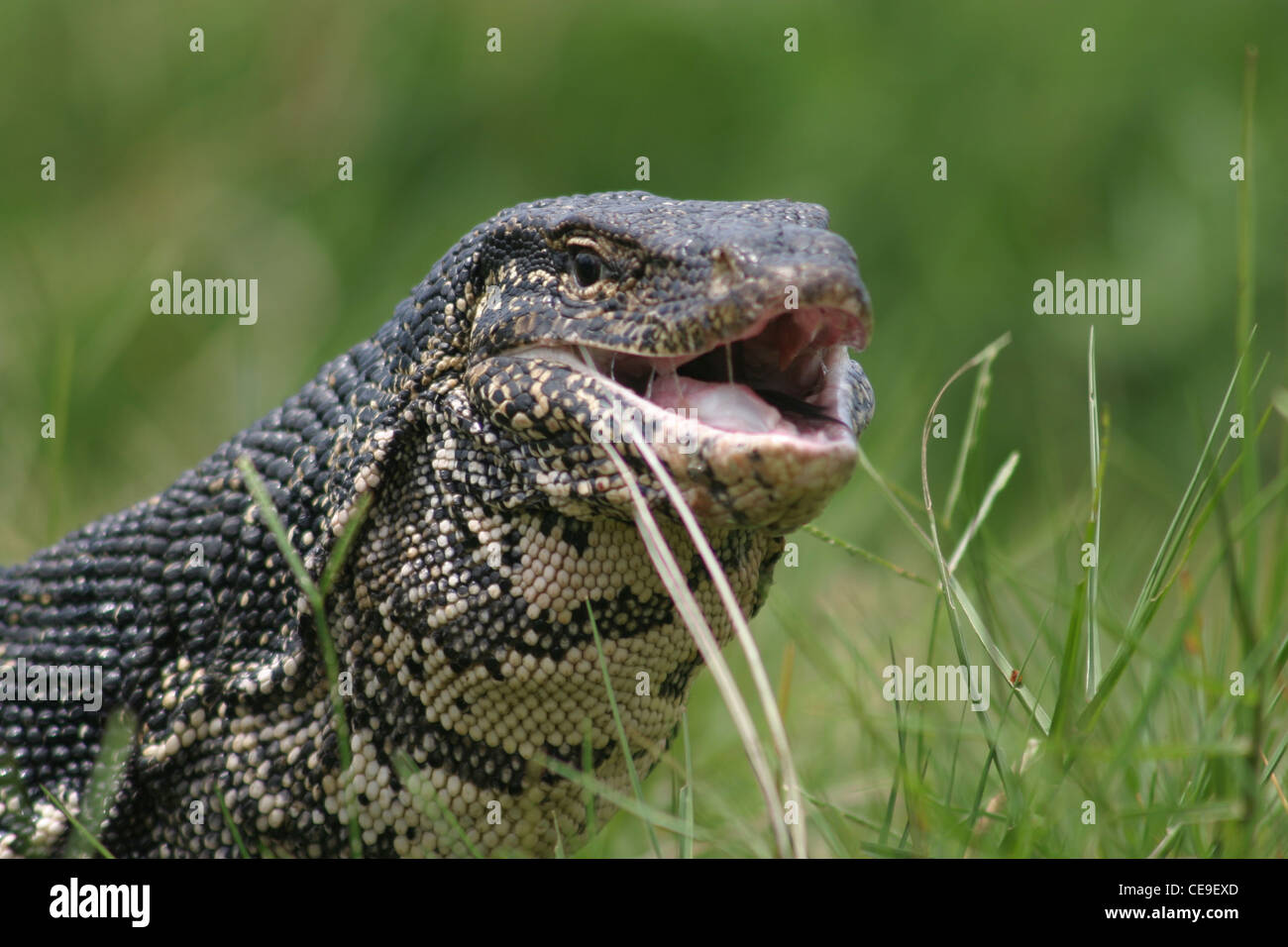 A water monitor, (Varanus salvator) in the wild, Hikkaduwa, South West ...