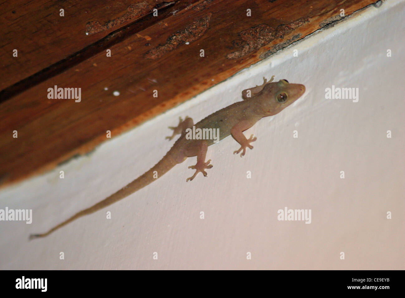 A geko Lizard on a white wall in a hotel room Sri Lanka Stock Photo - Alamy